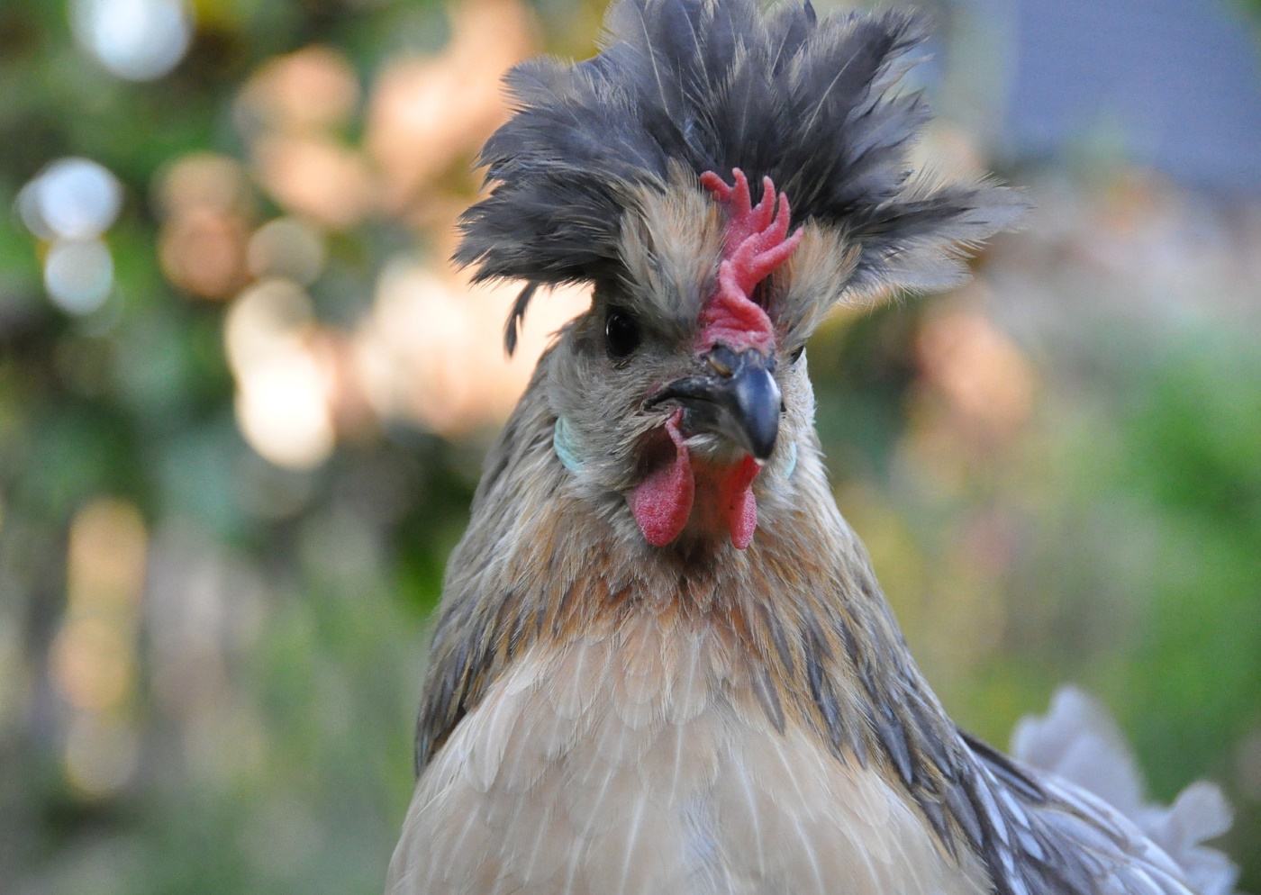 Rheinländer Huhn im Portrait: Gute Legeleistung und als Bruderhähne!