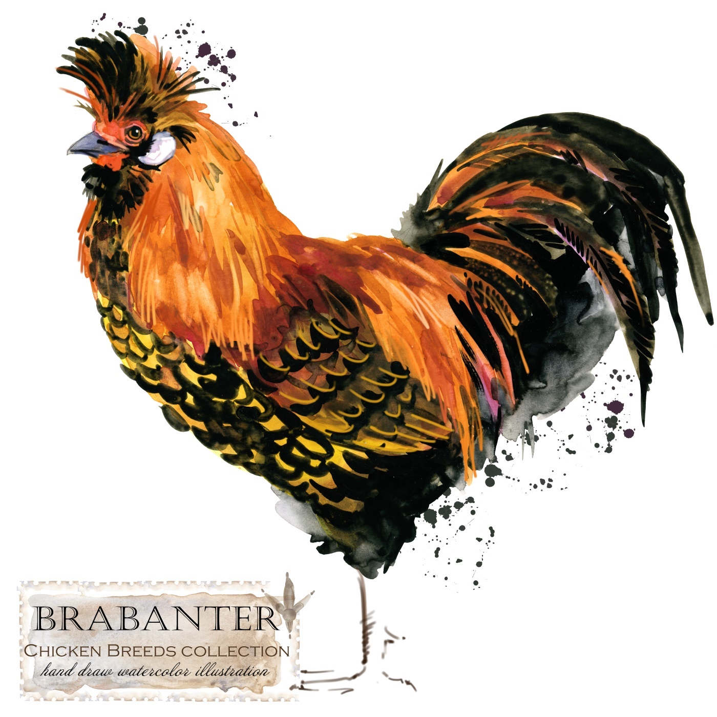 Brabanter Bauernhühner im Portrait: Eine Rasse mit vielen Besonderheiten