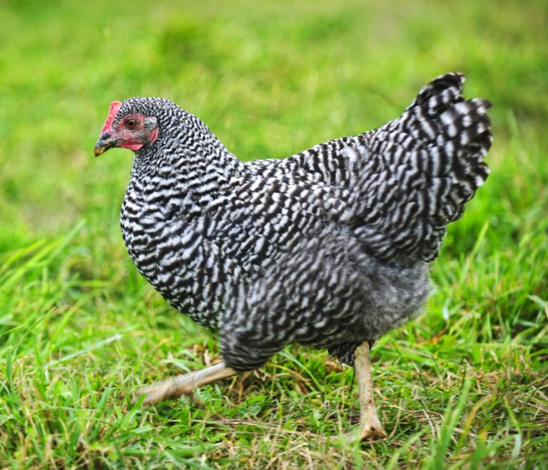 Sundheimer Hühner: Die perfekten Familienhühner: Bis 220 Eier im Jahr