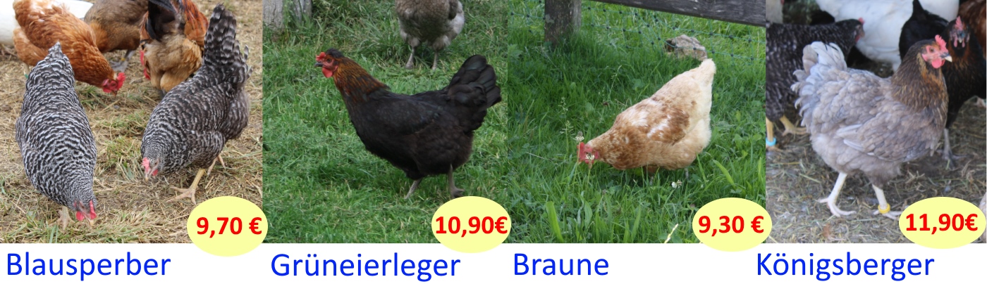 Was Kostet Ein Huhn Im Monat