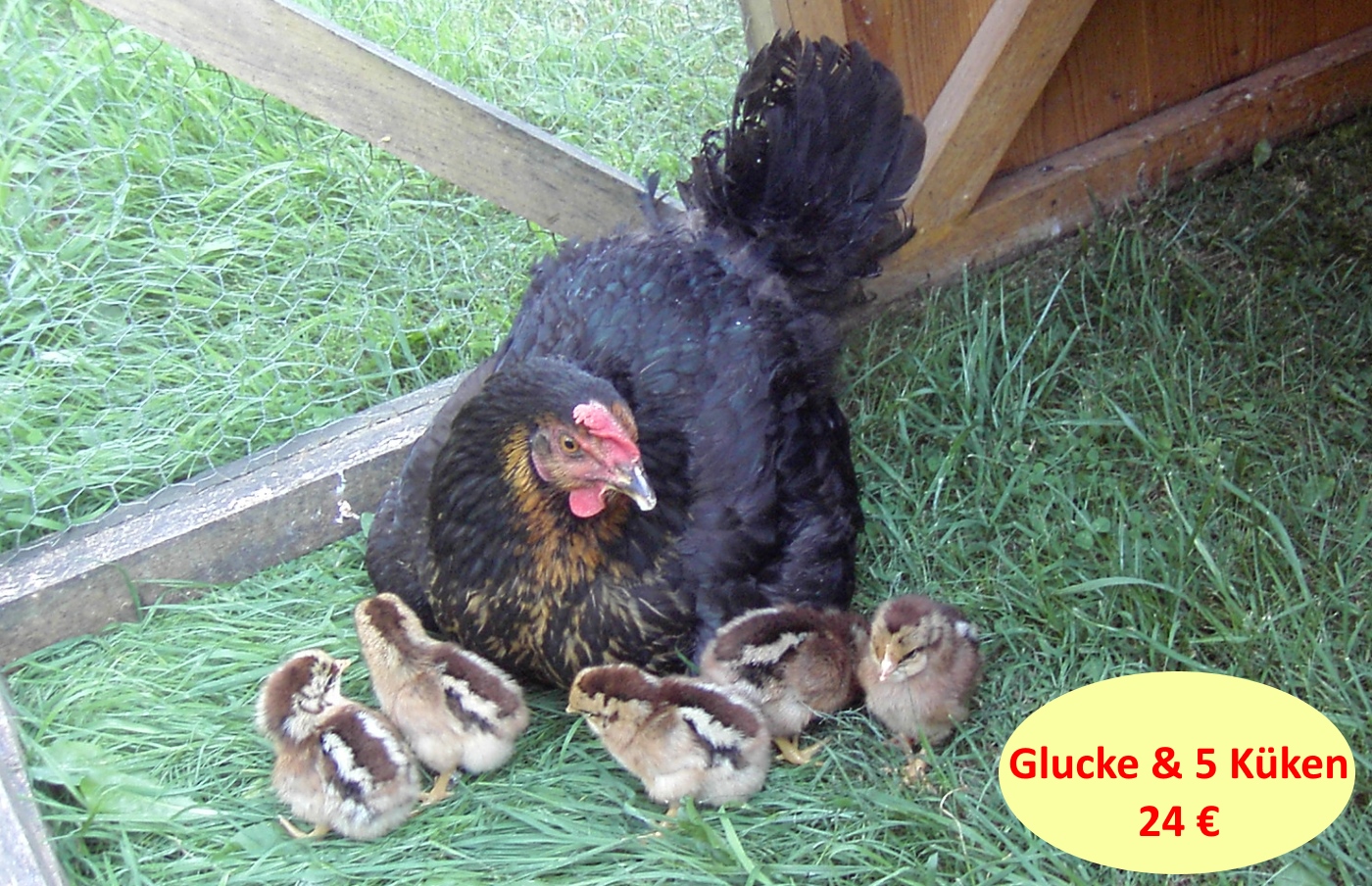 Wieviel Kostet Ein Huhn