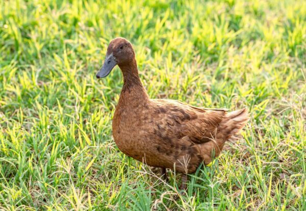 Cayuga-Ente im Portrait: Legeleistung, Charakter und Haltung
