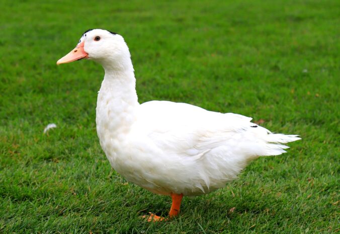 Cayuga-Ente im Portrait: Legeleistung, Charakter und Haltung