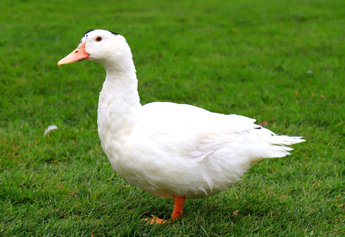Campbell-Ente im Portrait: Legeleistung, Charakter und Haltung