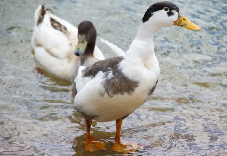 Warzenente im Portrait: Legeleistung, Charakter und Haltung