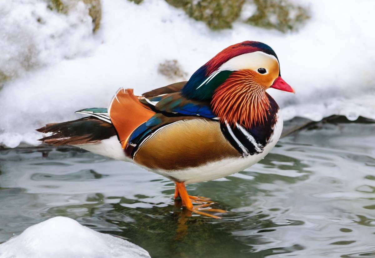 Cayuga-Ente im Portrait: Legeleistung, Charakter und Haltung