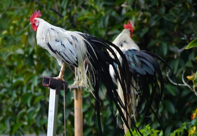 Spanier Huhn im Portrait: Weiße Gesichter, Legeleistung, Haltung