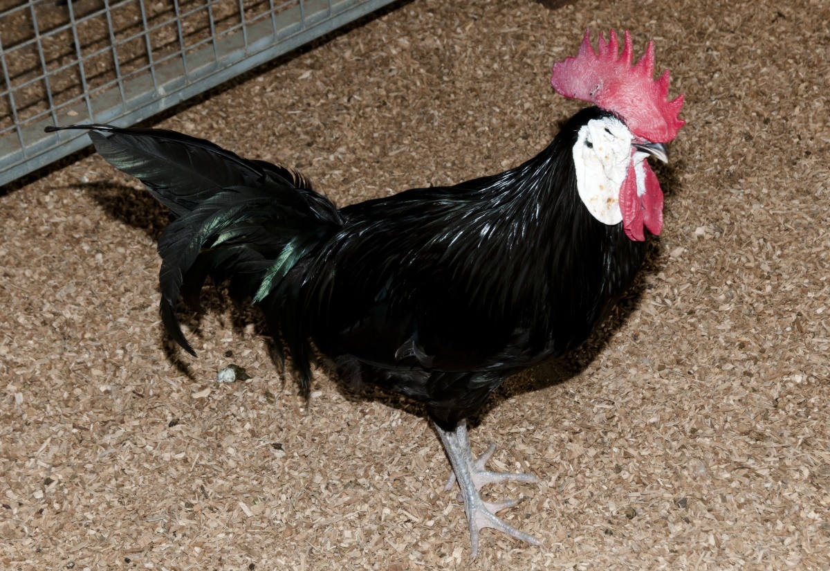 Spanier Huhn im Portrait: Weiße Gesichter, Legeleistung, Haltung