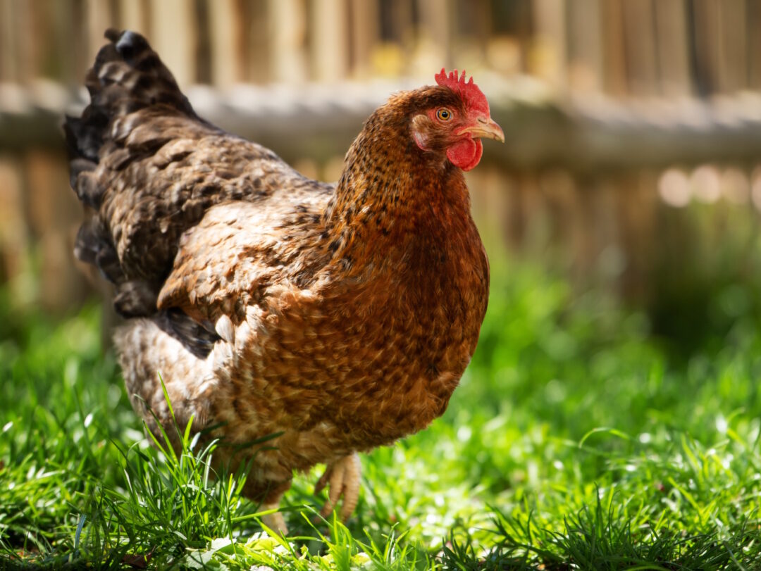 Deutsches Buschhuhn Portrait: Hühner sollen wild überleben!