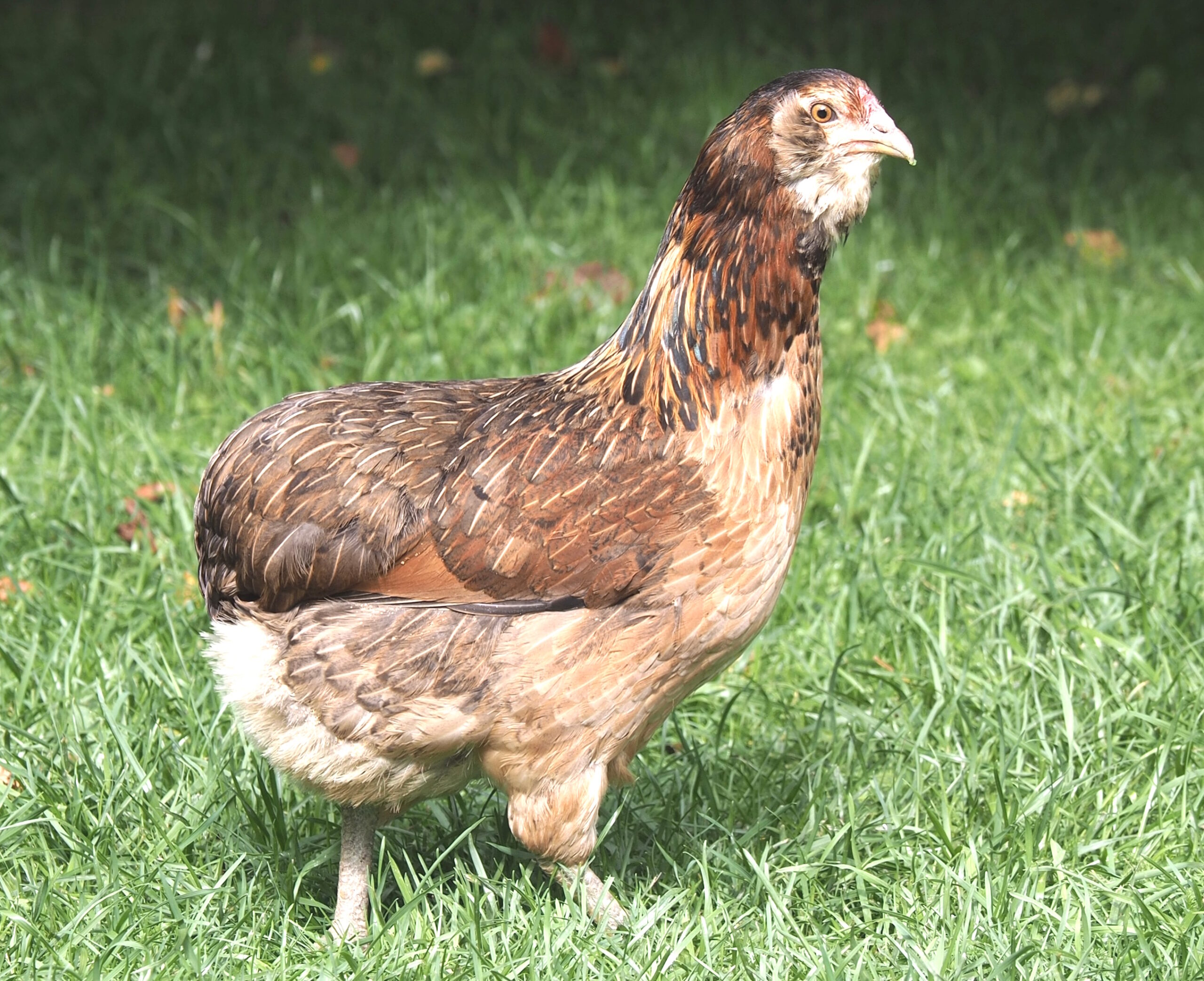 Zwerg-Araucana im Portrait: Eier, Legeleistung, Haltung, Fliegen